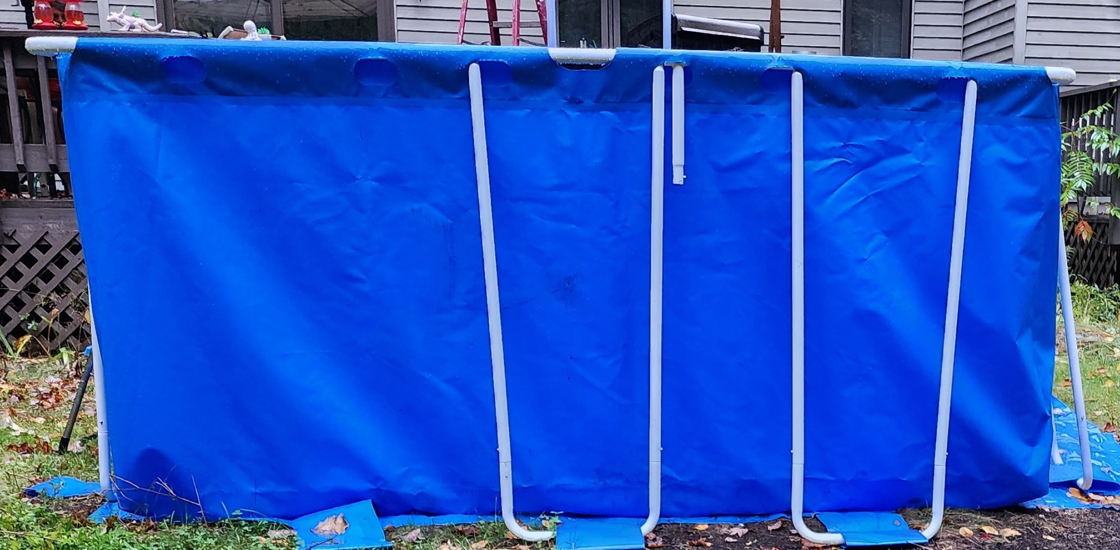 Blog – The Blue Whale Exercise Program